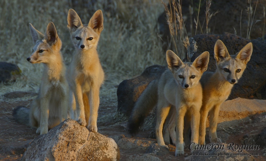 Red Cliffs Desert Reserve Kit Fox Vulpes Macrotis Red Cliffs Desert Reserve Kit Fox Vulpes Macrotis